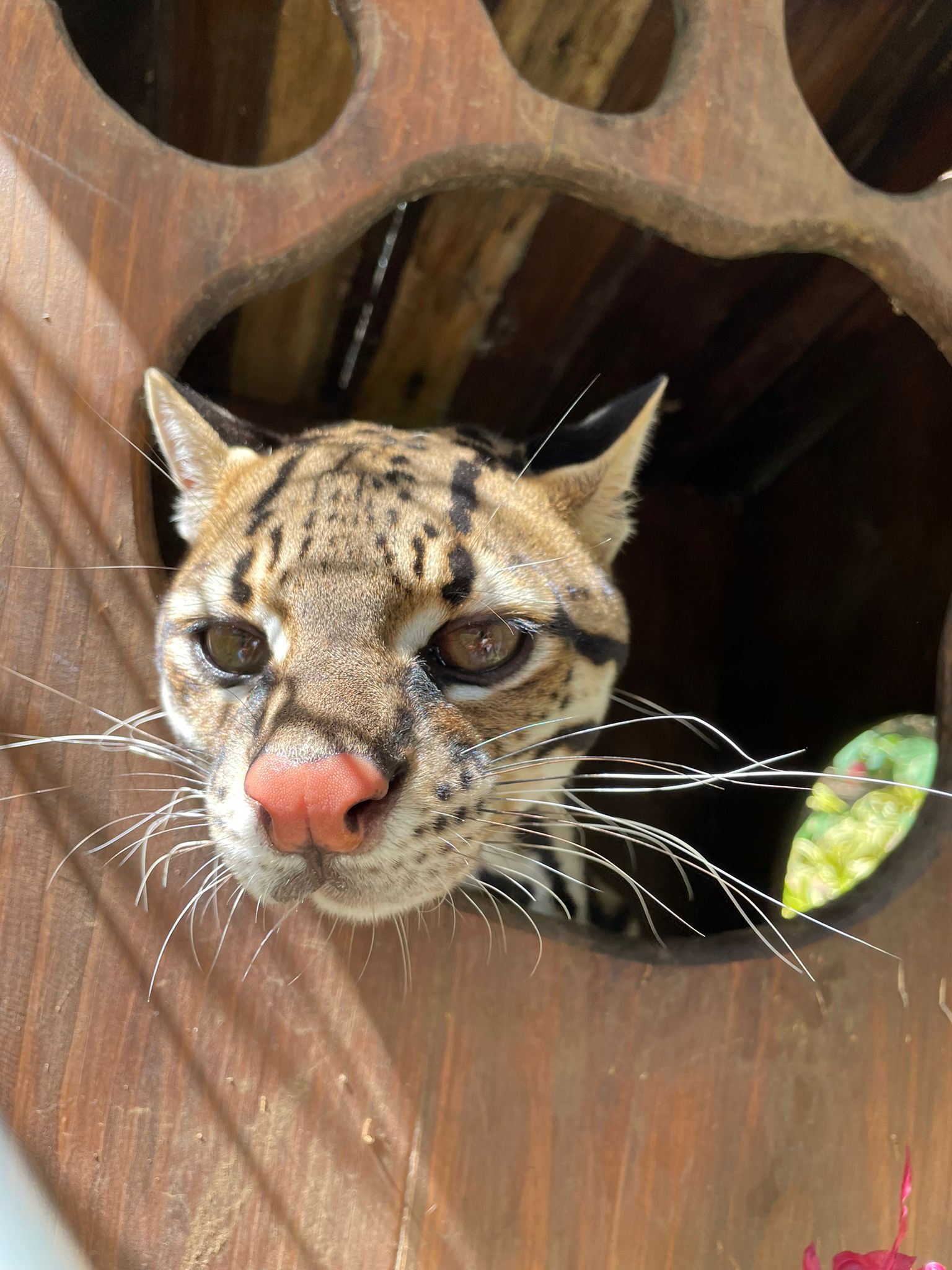 About Us | Rescue Center Costa Rica - Our Mission and Team